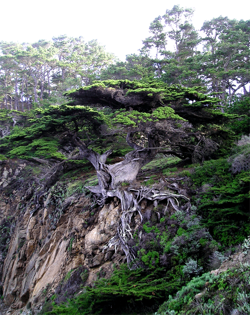 Absorb the Magical, Mystical Energy of Carmel-By-the-Sea - Creative ...